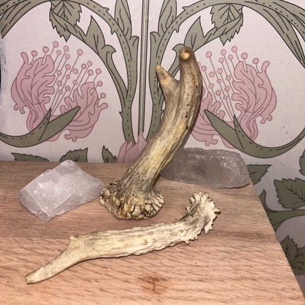 Random White Roe Deer Antler (capreolus Capreolus) European Species ...