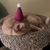 Mini Party Hat for Cats - Etsy