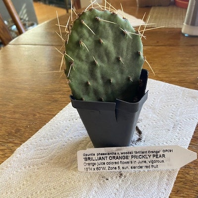 OP027: Opuntia Debreczeyi 'alberta Sunset' spineless Cat's Paw Cactus ...