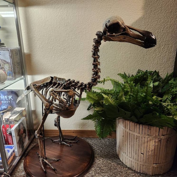 Dodo Bird Skeleton Replica Scientifically Accurate Sculpture Museum ...