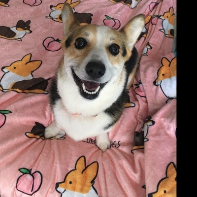 Pink Tricolor Corgi Sploot Fleece Blanket Small Med or Large - Etsy