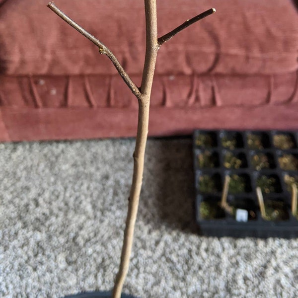 Gold Rush & Yellow Delicious Apple Tree Package - Etsy