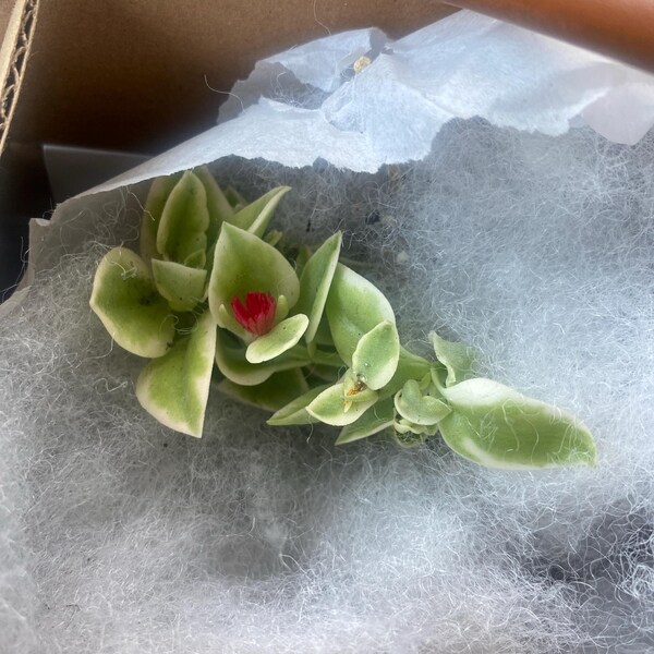 Variegated Baby Sun Rose, Ice Plant, Pink Succulent, Rare Plant in 2 ...