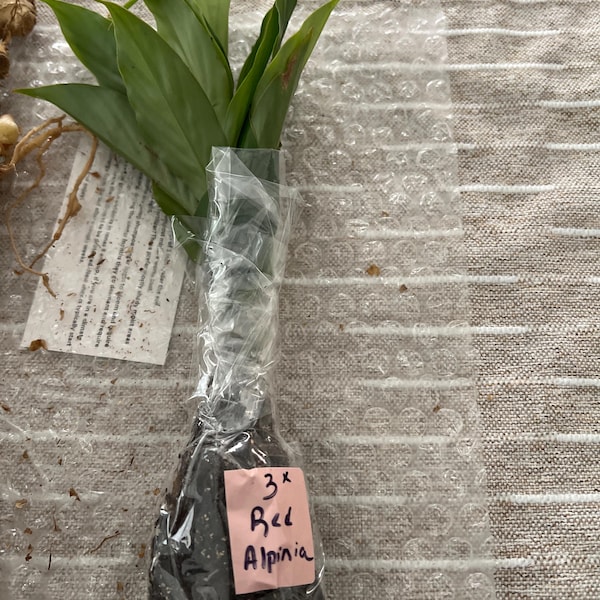 10x Seeds Giant Passionfruit Giant Granadilla, Rare, Exotic, Delicious ...