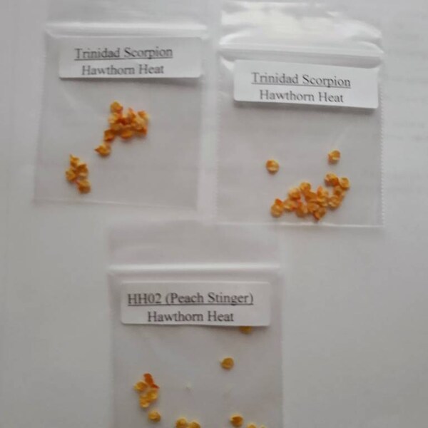 Armageddon Pepper 15 Seeds - Etsy