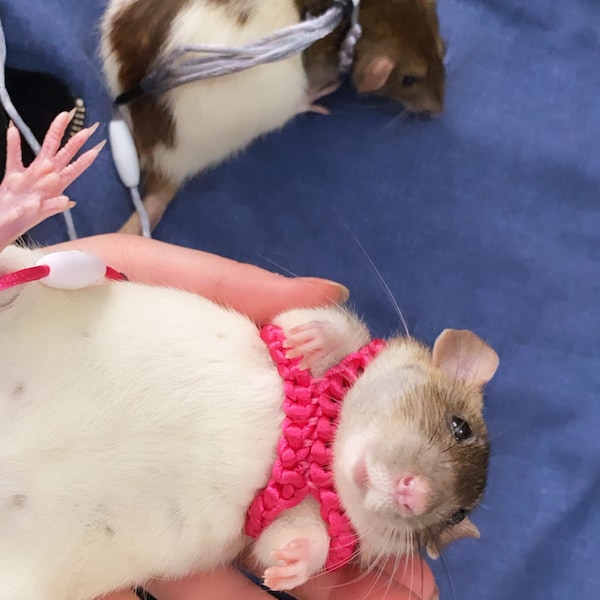 Rat Harness and Lead Set - Etsy