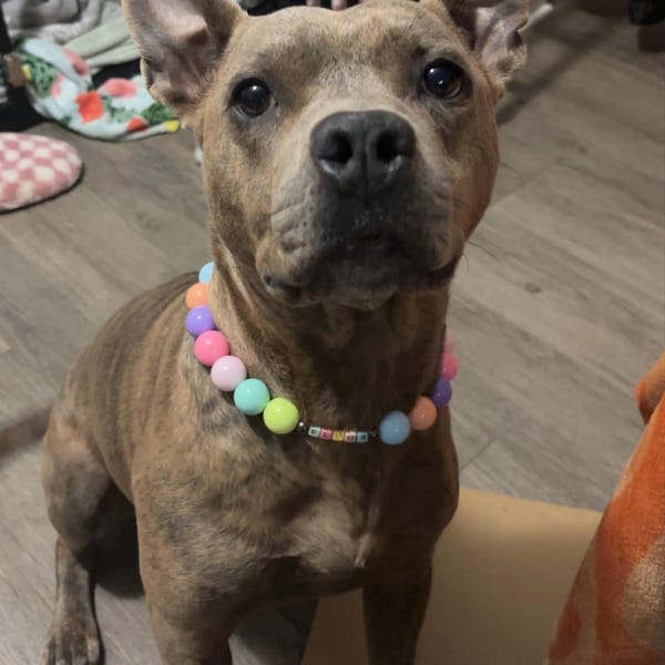 Candy Necklace | Beaded Dog Collar, Pastel Rainbow Pet Fashion - Etsy