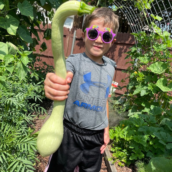 15 TROMBONCINO RAMPICANTE Seeds; Italian Climbing Zucchini; Snake ...