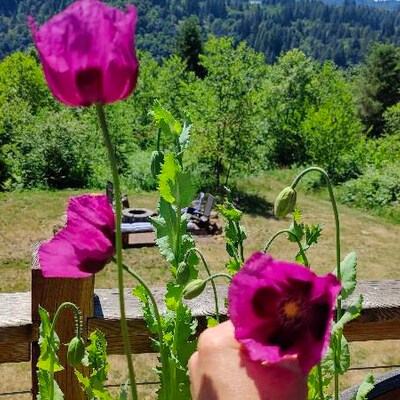 Gypsy Charmer Sunflower Seeds Tricolor 4-6' Branching - Etsy