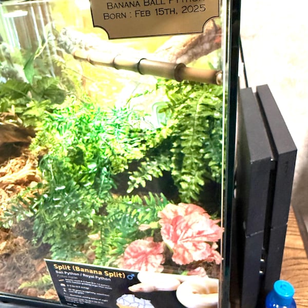 Personalized Blue-tongue Skink Enclosure Label: Laminated Vivarium ...