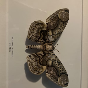 The Luna Moth in Box Frame actias Luna - Etsy