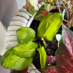 Walter Faxon Peony Pink Fragrant Spring Blooms Perennial - Etsy