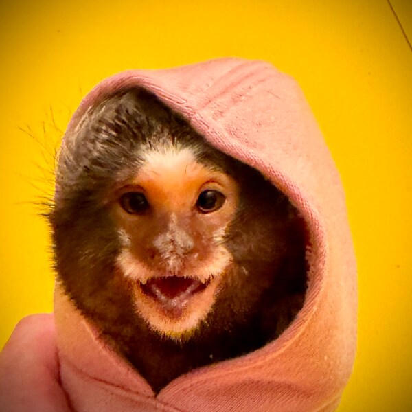 CAPUCHIN DIAPER SET in Dinosaurs - Etsy