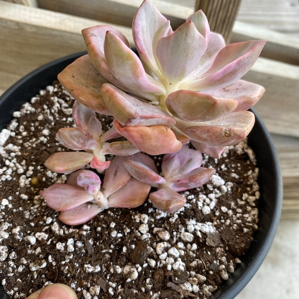 Graptoveria Gypsy Variegated-succulent - Etsy