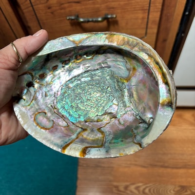 Nessastores Mexican Deep Sea Shell Beach Craft Scallop 2 1/2 3 20 PCS ...