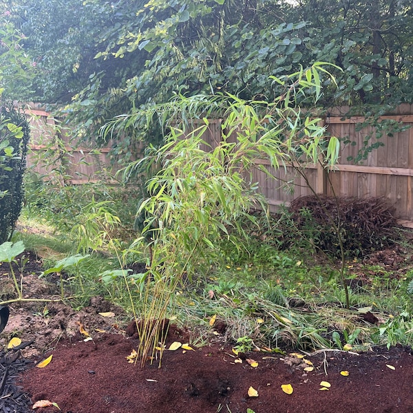 Fargesia 'rufa' Bamboo - Live Plant - 1 Gallon Pot Size - Non Invasive ...