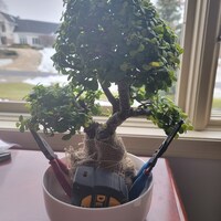 Bonsai Chinese Pepper Tree Zanthoxylum Beecheyanum - Etsy Canada