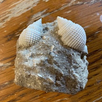 Bumble Bee jasper Slab Extremophile/thermophile - Etsy