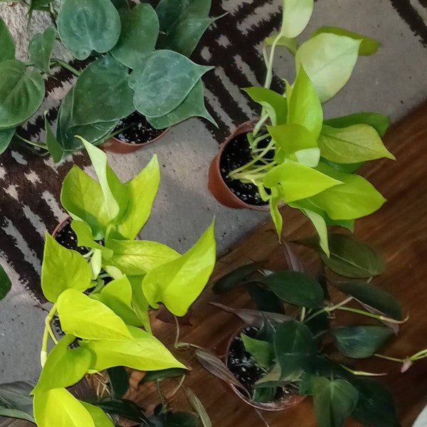 Marble Queen Pothos Epipremnum Aureum 4 From Myplants - Etsy