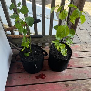 Kids Maple Tree Tapping Kit Taps & Tubes Method Fun and Educational ...