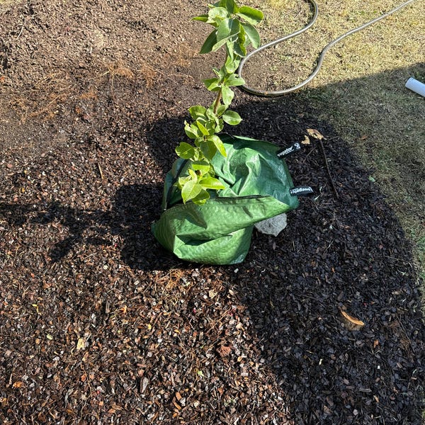 5 Surecrop June Bearing Live Strawberry Roots. Zones 5-8. - Etsy