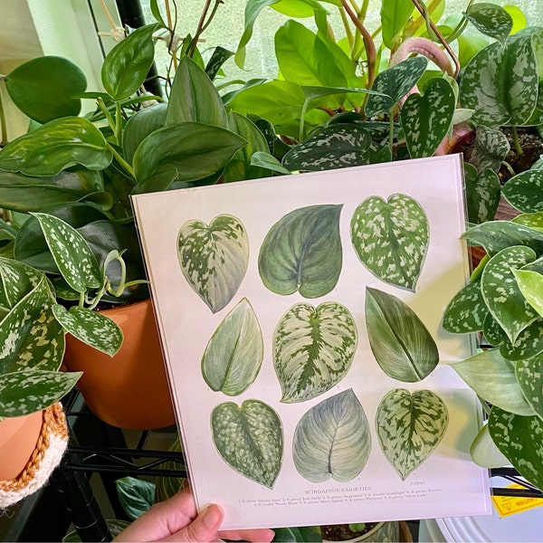 Scindapsus Varieties Print • Satin Pothos Species ID Chart Featuring 9 ...