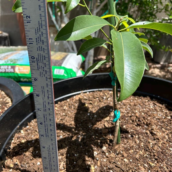 Grafted Kishu Mandarin Tree in Half Gallon Pot, Tangerine - Etsy