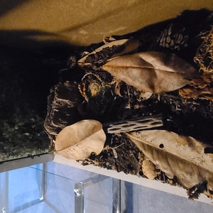 Vented Enclosure 16 Quart Reptile Isopod Terrarium Vivarium Container ...