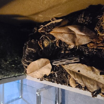 Vented Enclosure 16 Quart Reptile Isopod Terrarium Vivarium Container ...