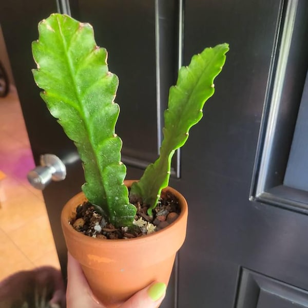 German Empress Epiphyllum -1 Cutting - (disocactus Phyllanthoides) - (6 ...