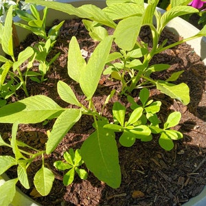 Green SEEDS african Spinach, Efo Tete, Callaloo, Amaranthus Hybridus ...