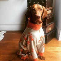 Vizsla Pyjamas, Vizsla Fleece-Pyjamas, Hundepyjamas, Hunde Outfit ...