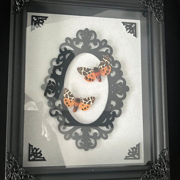 Giant Forest Scorpion LIMITED EDITION Heterometrus Laoticus Entomology ...