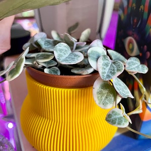 Goldfish Watering Can Fish Watering Can Cute Watering Can | Etsy