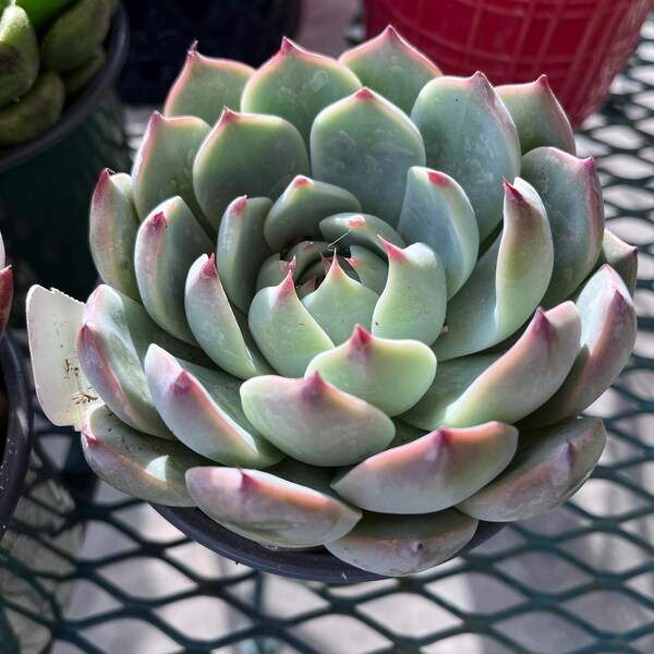 Assorted Succulent Plug Mix | Live Rooted Succulent Plants - Etsy