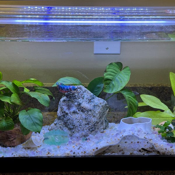 Tidal Cave Nature Inspired Terrarium Aquarium for Shrimps, Fish, and ...
