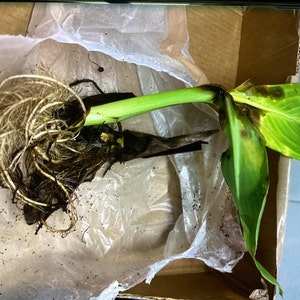 Flame Tree Seed Pods - Etsy