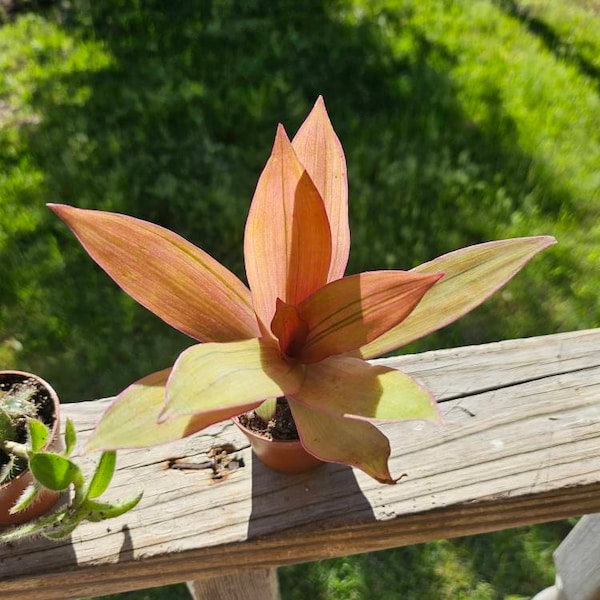 Rhoeo 'sitara's Gold' (tradescantia Spathacea) - Etsy