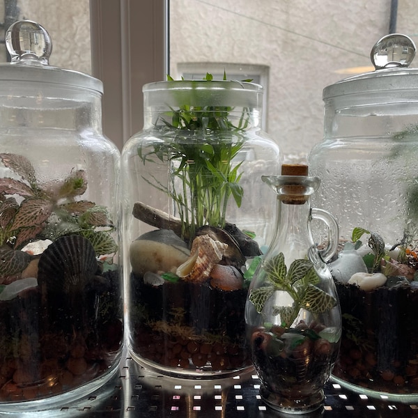 Large Glass Terrarium Jar With LED Cork Lid - H25cm X D23cm - Etsy UK