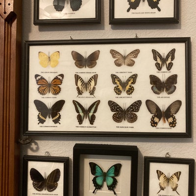 Framed Lanternfly Cicada, Gold Foil Ornament Frame Print, Pyrops Gunjii ...