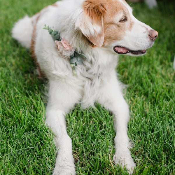 Floral Decor for Dog Wedding Collar Floral Collar for Pet Dog Wedding ...