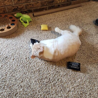 Mitten CAT Toy, Custom Personalized Cat Toy Handmade Cat Kitty Cat Gift ...