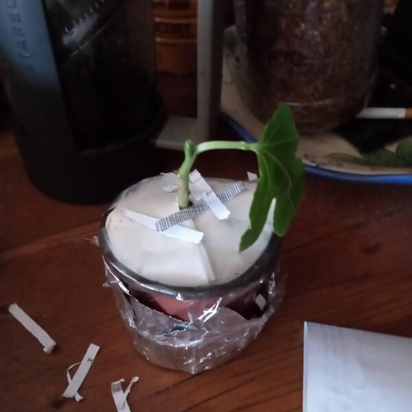 25 Four O'clock 'salmon Sunset' Mirabilis Jalapa Seeds "salmon Pink ...