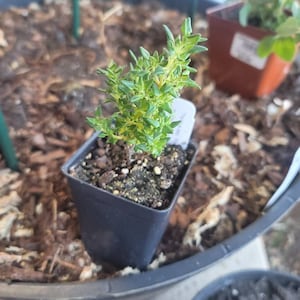 Cymbopogan Marinii Motia Palmarosa Grass Plant in 4 Inch Pot - Etsy