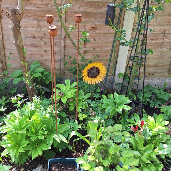 Set of 3 Rusty Poppy Seed Head Pattern Naturally Rusting Ornamental ...