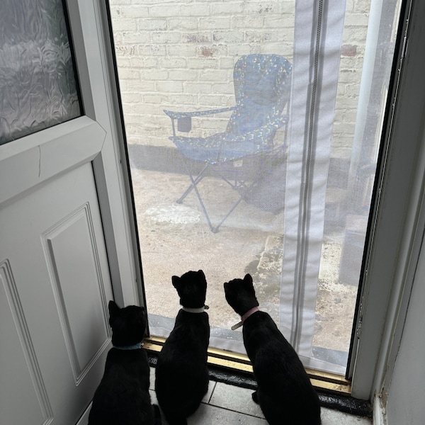 Small Custom Flat Cats Window Screens - Mesh Window Protection for Cats ...
