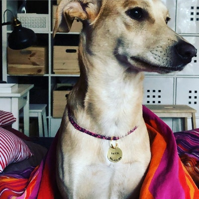 Personalized Hand Stamped Dog Tag, Custom Pet ID, Dog ID Tag , Dog ...