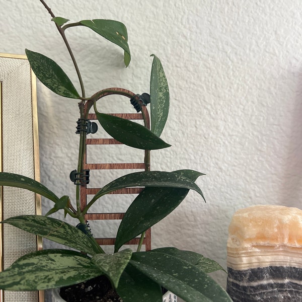 Ladder Arch Indoor Plant Trellis (3 Sizes for 2-6" Pots) | Mini & Small ...