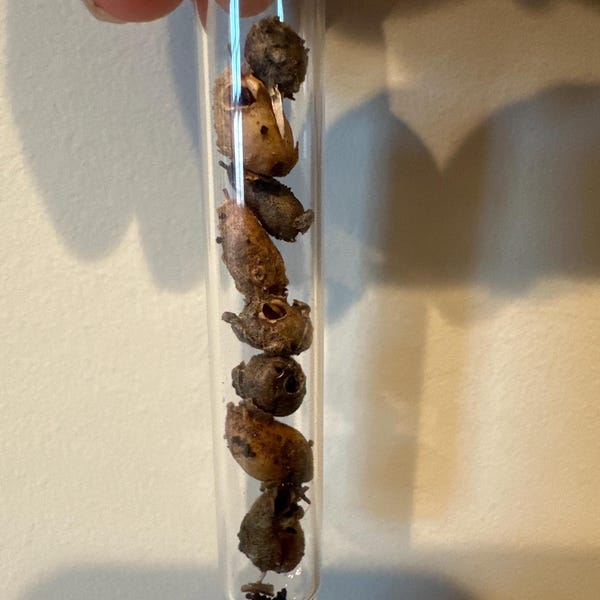 Human Freaks & Oddities Trading Cards Curiosities Medium Green Sideshow ...