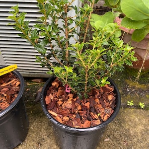 Fragrant Princess Dwarf Tea Olive 'kaori Hime' Osmanthus Live Plant 1 ...